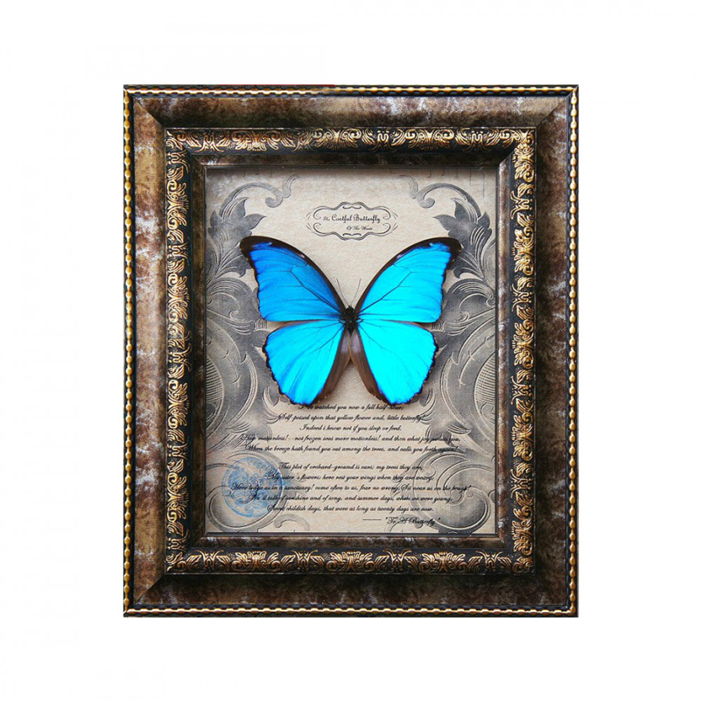blue morpho butterfly with photo frame punk taxidermy model - handmade ...
