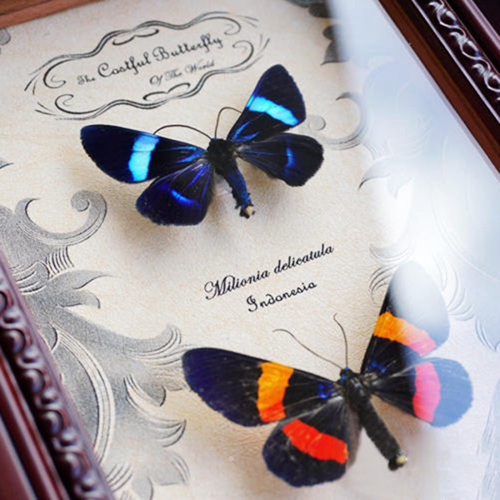 orange banded blue ruler moth milionia basalis + light vortex butterfly ...